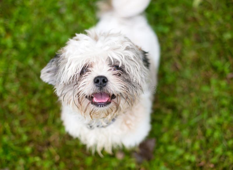 A Scruffy Shih Tzu Mixed Breed Dog Looking Up Stock Image - Image of ...