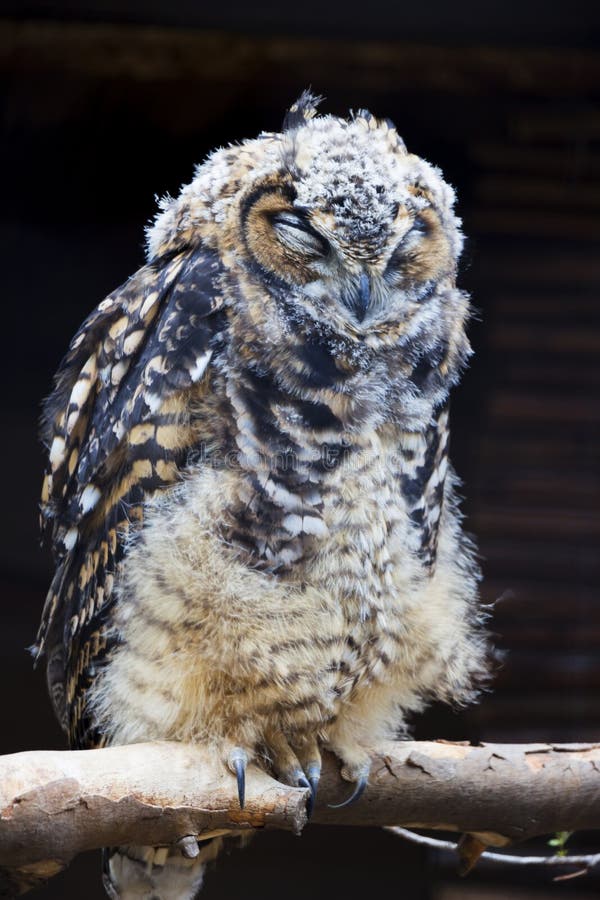 Scruffy Sleeping Cape Eagle Owl Stock Image - Image of fluffy, bird ...