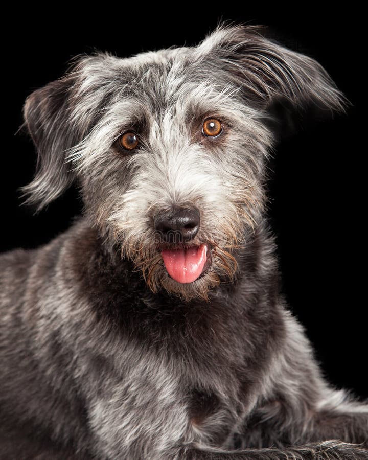 Scruffy Black Puppy Standing Stock Image - Image of training, groomed ...