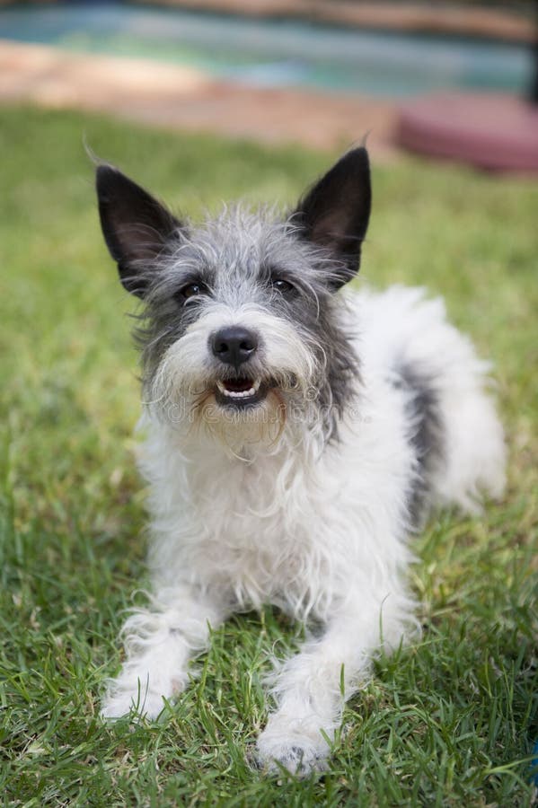 Scruffy Terrier stock photo. Image of breed, grass, green - 15087730