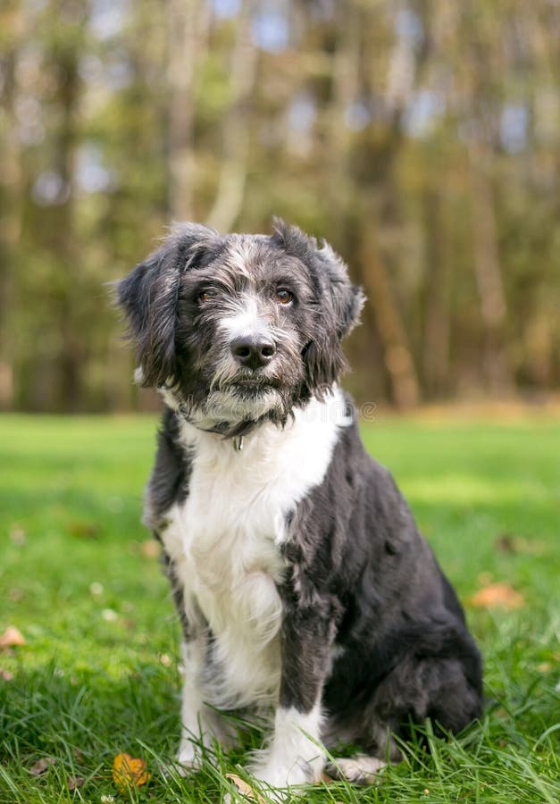A Scruffy Terrier Mixed Breed Dog Lying in the Grass Stock Image ...