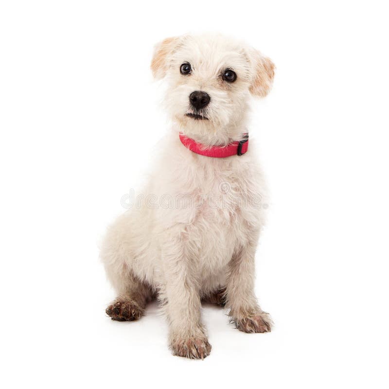 Scruffy Puppy stock image. Image of breed, mammal, litter - 23265903