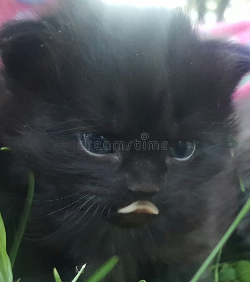 Scrumptious stock image. Image of playing, hungry, kitten - 94116923