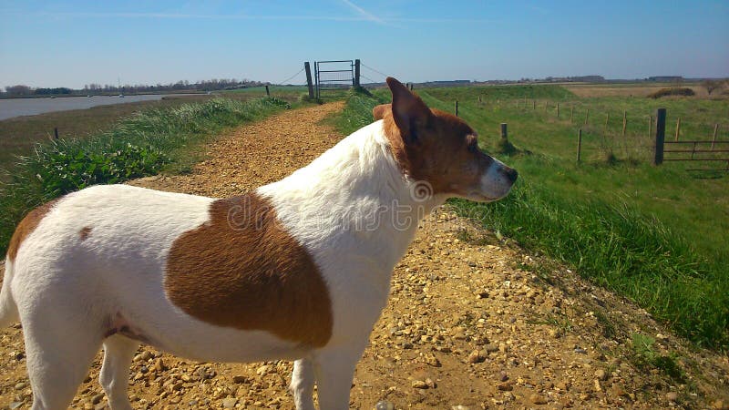 Scrumpy stock photo. Image of walk, scrumpy, russell - 53145526