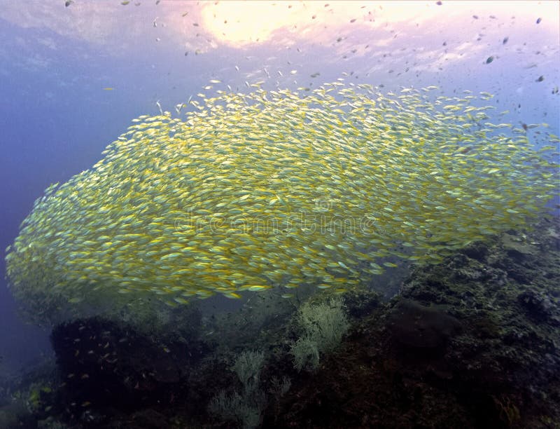 Beautiful and Huge School of Snapper Fish Stock Photo - Image of magic ...