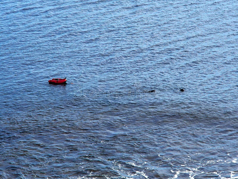 Scuba Diver in Activity on the Sea Water Stock Photo - Image of extreme ...