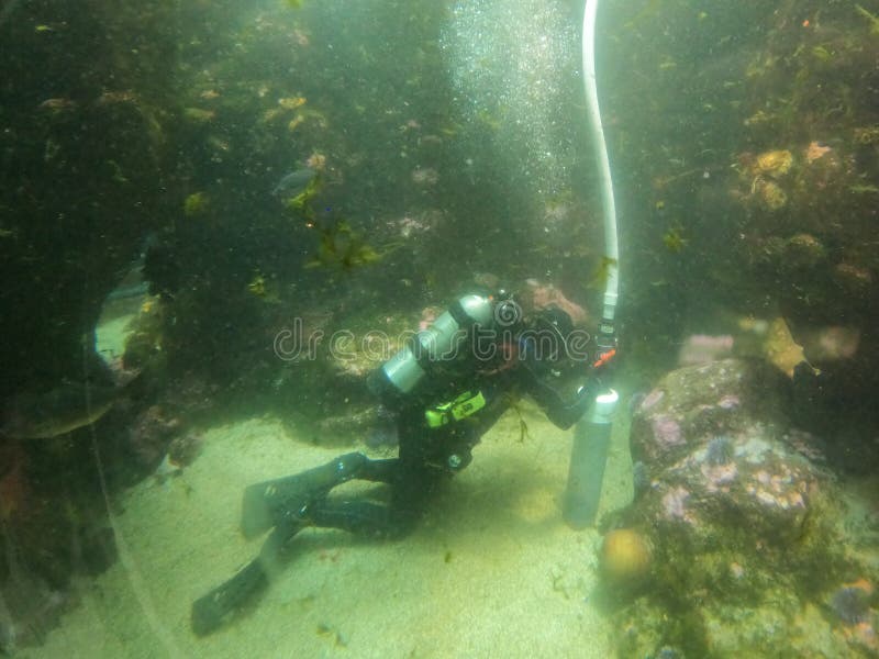 Scuba Diver at California Academy of Sciences California Stock Image ...