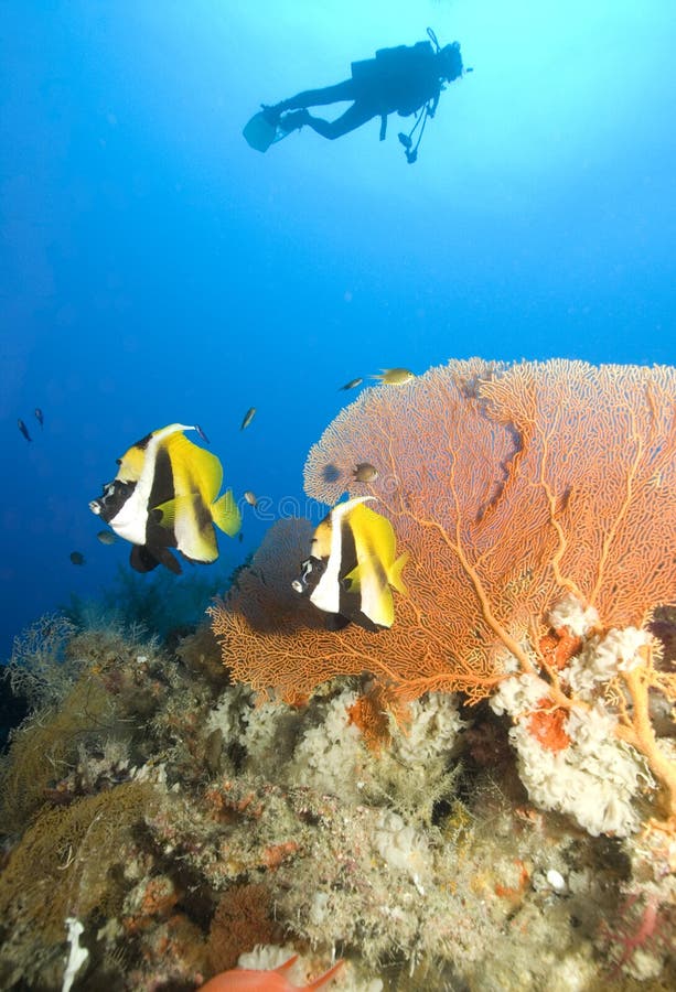 SCUBA Diver and Colorful Coral Reef Stock Image - Image of scuba, coral ...