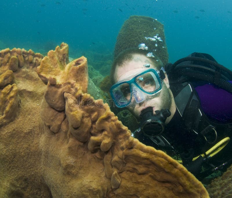 Scuba Diver With Coral Picture. Image: 14168461