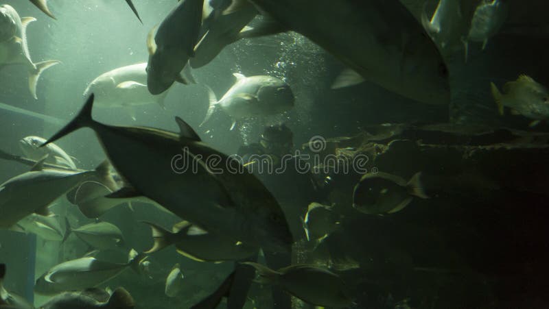 Scuba Diver Feed Fish in Aquarium Stock Photo - Image of water ...