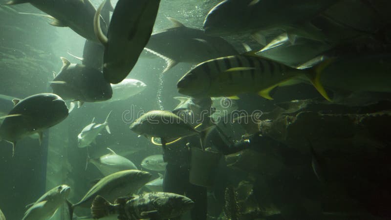 Scuba Diver Feed Fish in Aquarium Stock Photo - Image of tank, people ...