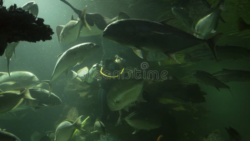 Scuba Diver Feed Fish in Aquarium Stock Image - Image of beautiful ...