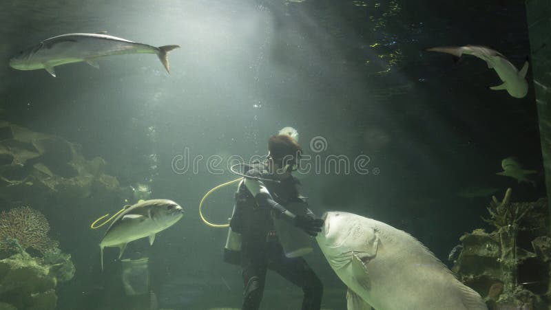 Scuba Diver Feed Fish in Aquarium Stock Image - Image of people ...