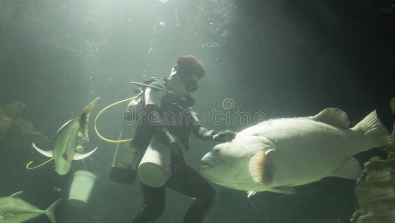 Scuba Diver Feed Fish in Aquarium Stock Image - Image of marine ...
