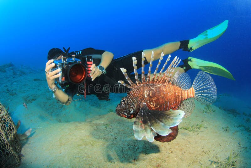 Scuba Diver and Fish stock photo. Image of blue, photograph - 25531200