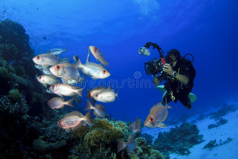 Scuba Diver and Fish stock photo. Image of blue, tropical - 26379076
