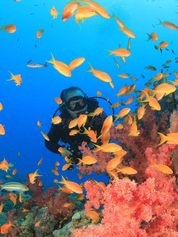 Scuba diver and fish stock photo. Image of diver, colour - 38800302