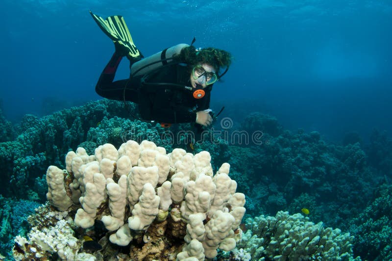 Scuba diver having fun stock photo. Image of coral, underwater - 18239910