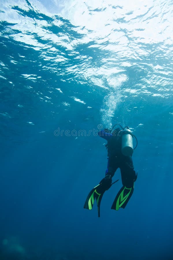 Scuba Diver Heading To Surface Stock Photo - Image of fish, nature: 4604510