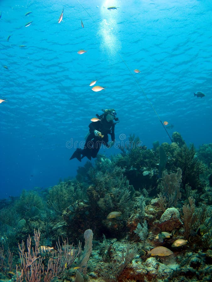 Scuba Diver Looking Upward in Cayman Brac Stock Photo - Image of mask ...