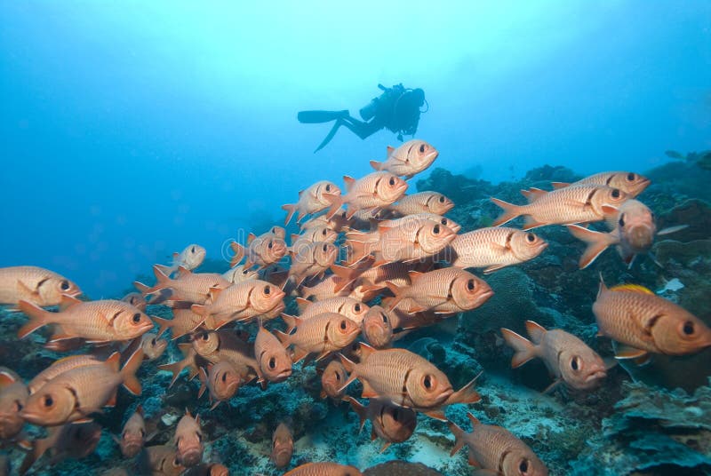 SCUBA Diver a Shool of Bright Red Fish Stock Photo - Image of palau ...