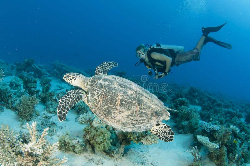 Scuba diver and sea Turtle stock photo. Image of divers - 24558032