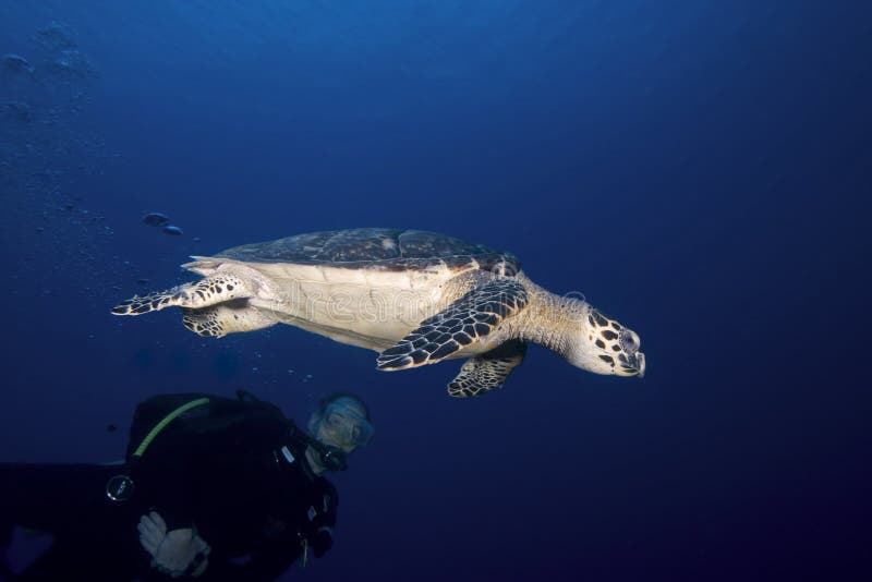 Sea Turtle, St. Lucia stock photo. Image of animal, coral - 9049434