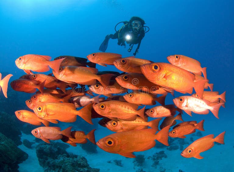 SCUBA Diver a Shool of Bright Red Fish Stock Photo - Image of palau ...
