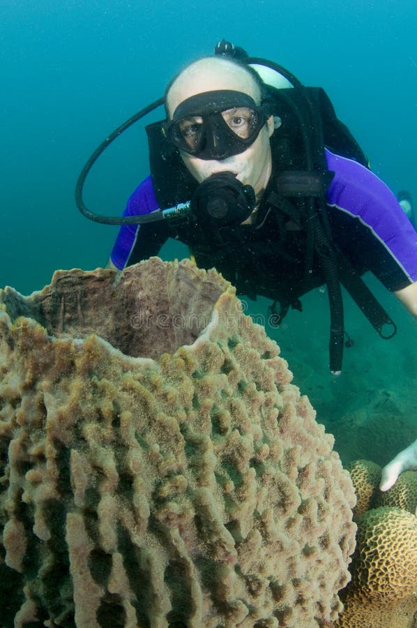 Scuba Diver with Sponge Coral Stock Image - Image of marine, nature ...