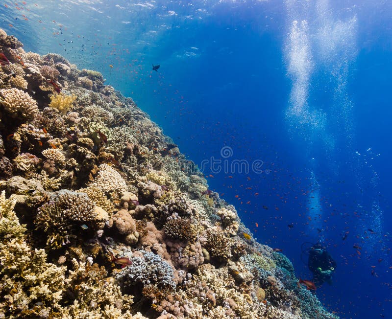 SCUBA Diver Surrounded by Tropical Fish and Hard Corals Stock Image ...