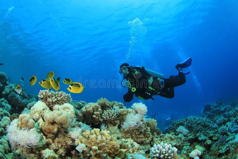 Scuba Diver and Tropical Fish Stock Image - Image of fish, biodiversity ...