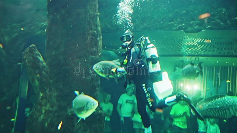 Scuba Divers in the Aquarium Feed Large Fish. Stock Footage - Video of ...