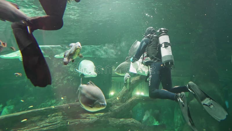 Scuba Divers in the Aquarium Feed Large Fish. Stock Footage - Video of ...