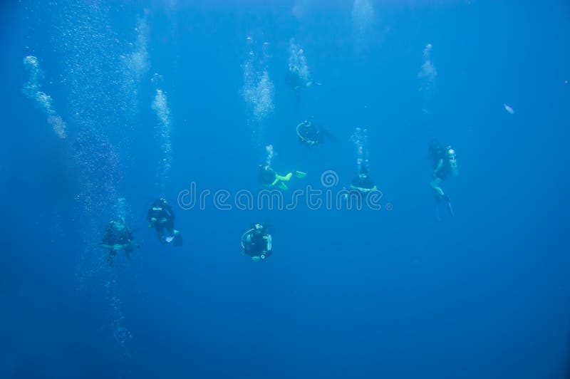 Scuba Divers in Clear Blue Water Stock Photo - Image of animal, dive ...