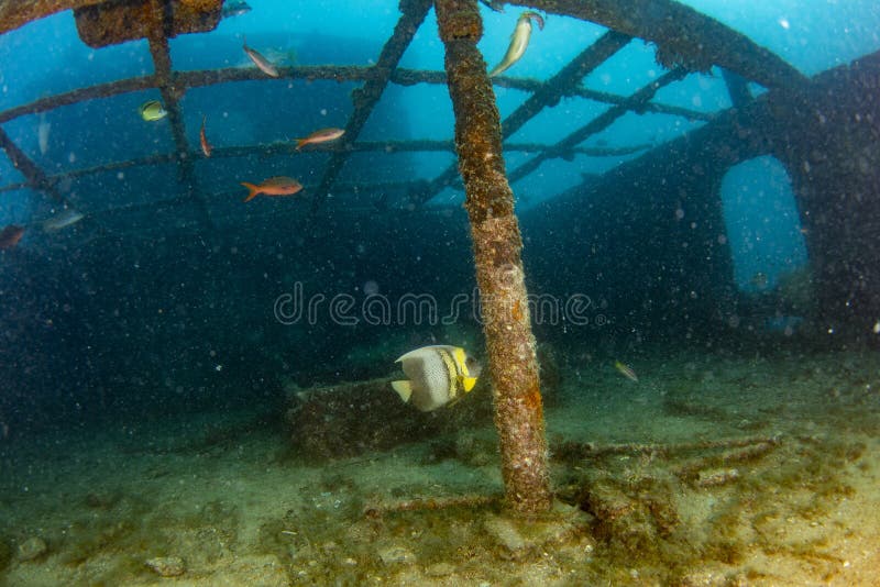 Divers Exploring a Shipwreck Underwater Stock Photo - Image of reef ...