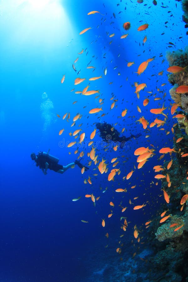 Scuba Divers and Fish stock photo. Image of camera, nature - 25572736