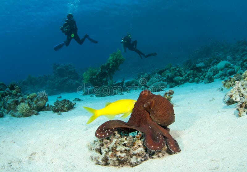 Scuba divers and octopus stock image. Image of fins, environment - 24556241