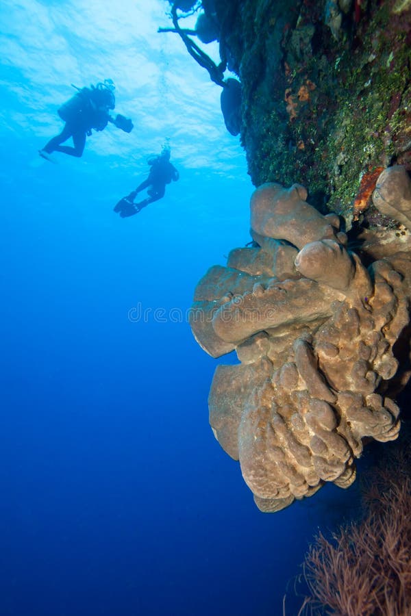 Scuba divers and reef stock photo. Image of diving, camera - 35191848