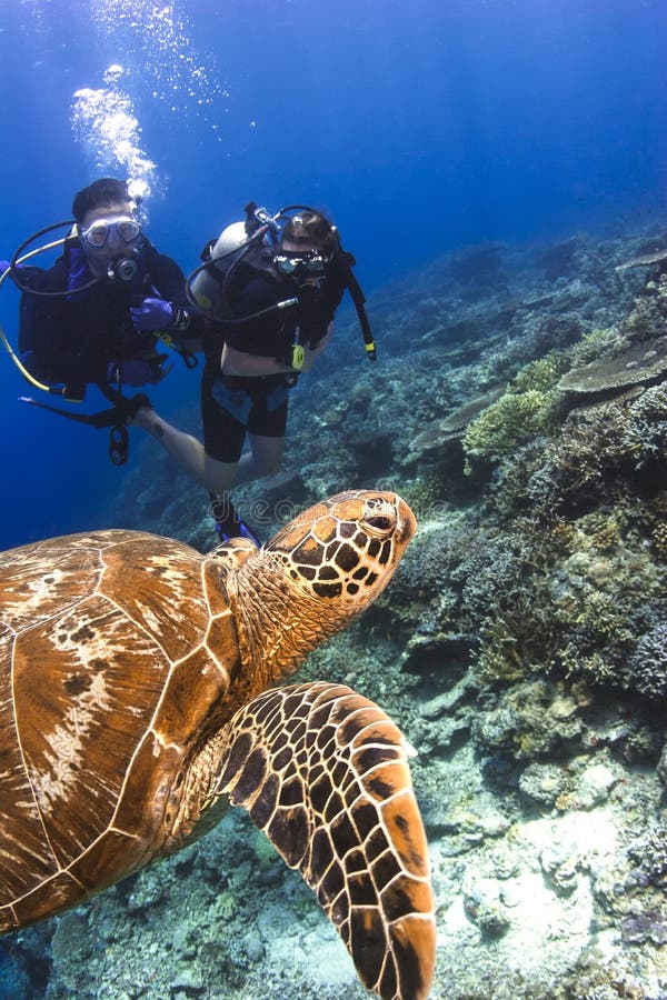 Sea Turtle and Scuba Divers Stock Image - Image of diver, animal: 26006793