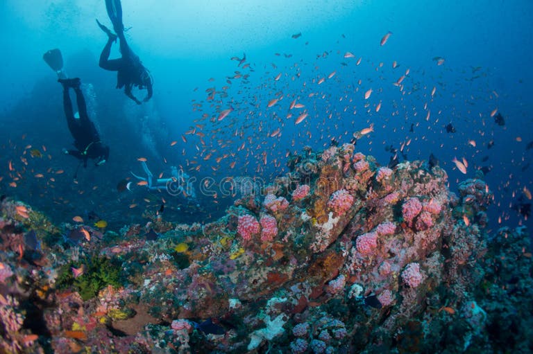 166,708 Scuba Steph Diving Stock Photos - Free & Royalty-Free Stock ...