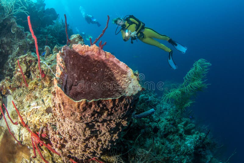 Blue Hole Belize Scuba Diving Editorial Photography - Image of fish ...