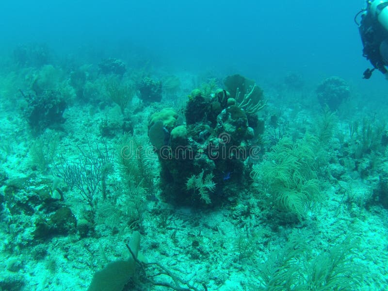 Scuba Diving in Cancun Mexico Stock Photo - Image of mexico, person ...