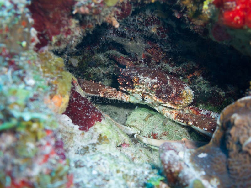 Punta Sam Pier and Coastline in Cancun, Mexico. Editorial Photography ...
