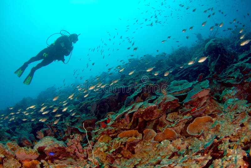 Scuba Diving with Fish in Ocean Stock Image - Image of fish, underwater ...