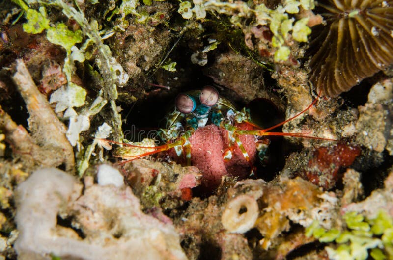 Peacock Mantis Shrimp in Ambon, Maluku, Indonesia Underwater Photo ...