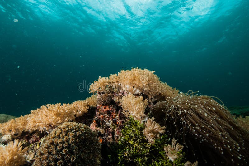Scuba Diving Lembeh Strait Indonesia Stock Photo - Image of fish, diver ...
