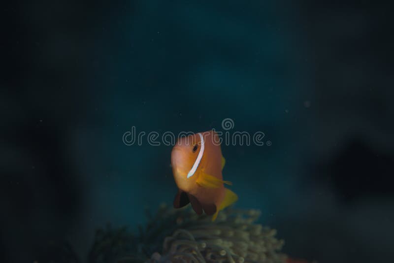 Scuba Diving in Maldives - Clown Fish Stock Photo - Image of dive ...