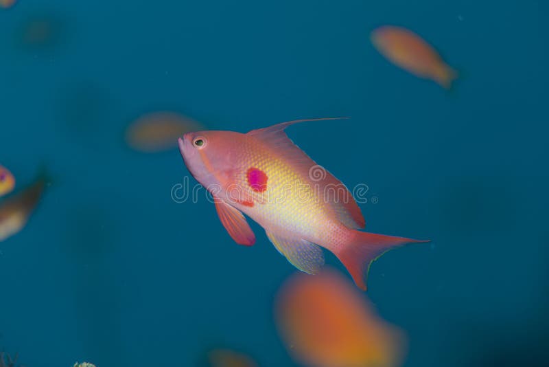 Scuba Diving in Maldives - Fish Macro Photography Stock Image - Image ...