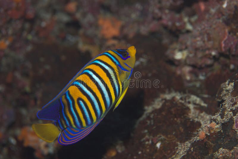 Scuba Diving in Maldives - Angel Fish Stock Image - Image of animal ...