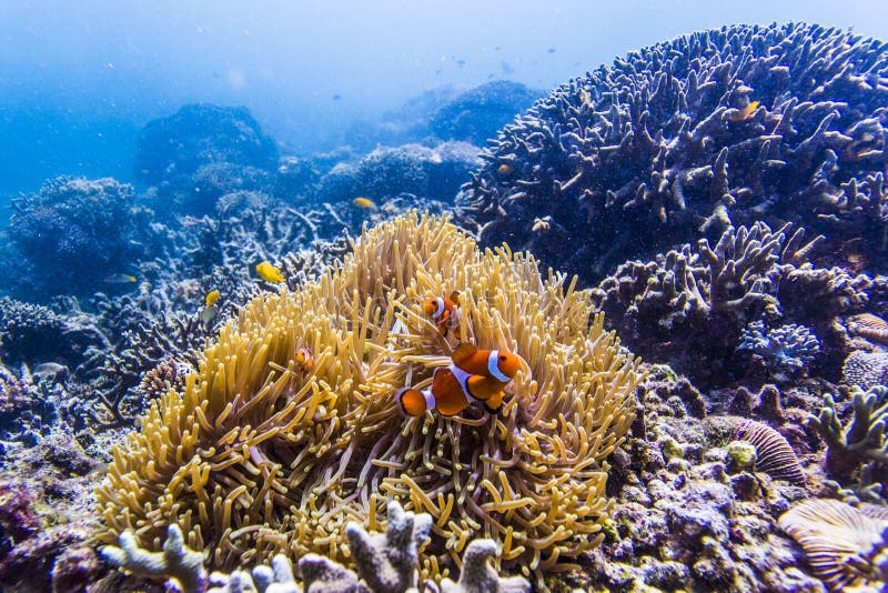 Scuba Diving With Nemo Fish Stock Image - Image of blue, plant: 38727165